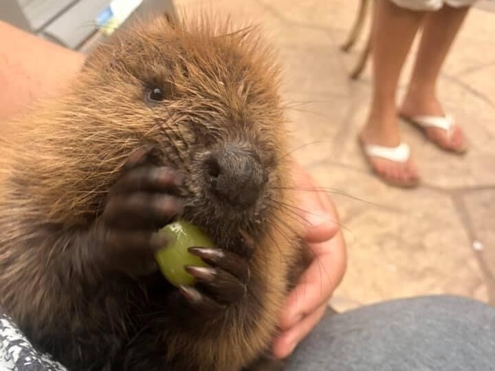 Meet Beave, The Most Famous Beaver On TikTok : NPR