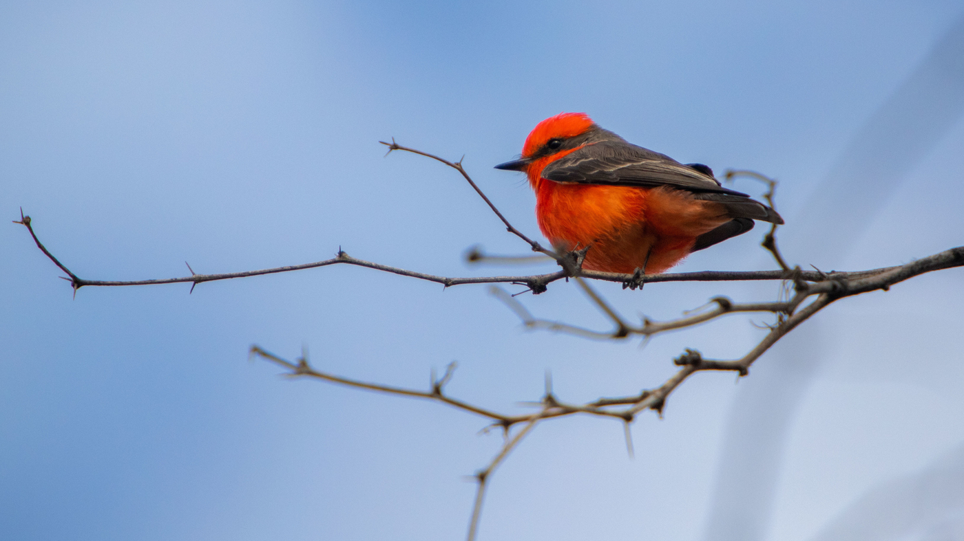 Learning To Love Bird Photography, Thanks To A 'Competitive ...