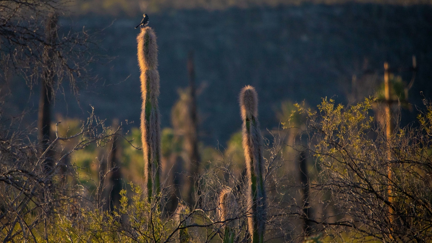 Learning To Love Bird Photography, Thanks To A 'Competitive ...