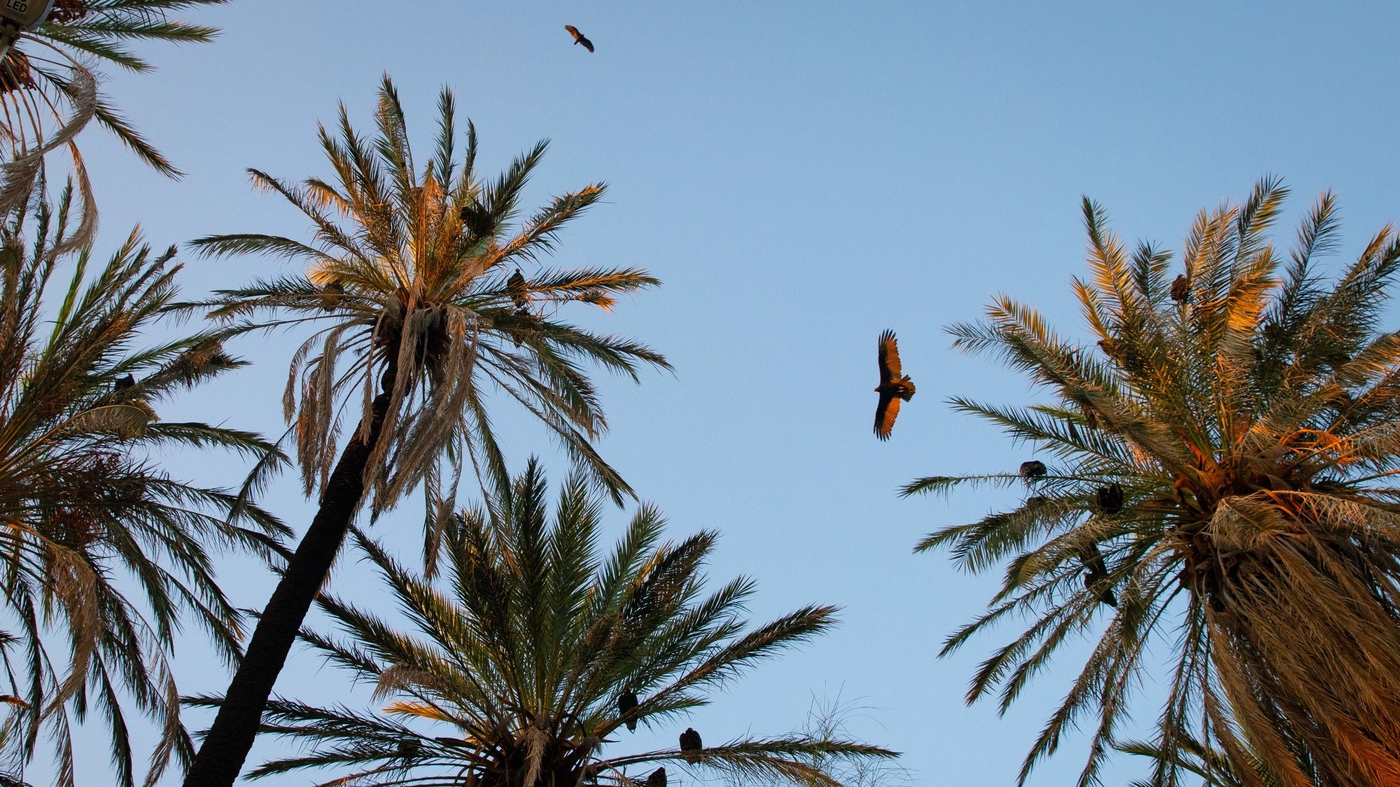 Learning To Love Bird Photography, Thanks To A 'Competitive ...