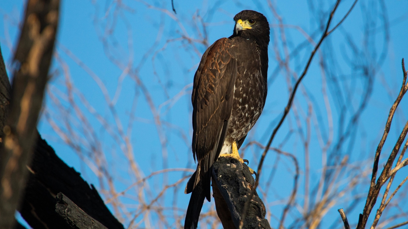 Learning To Love Bird Photography, Thanks To A 'Competitive ...