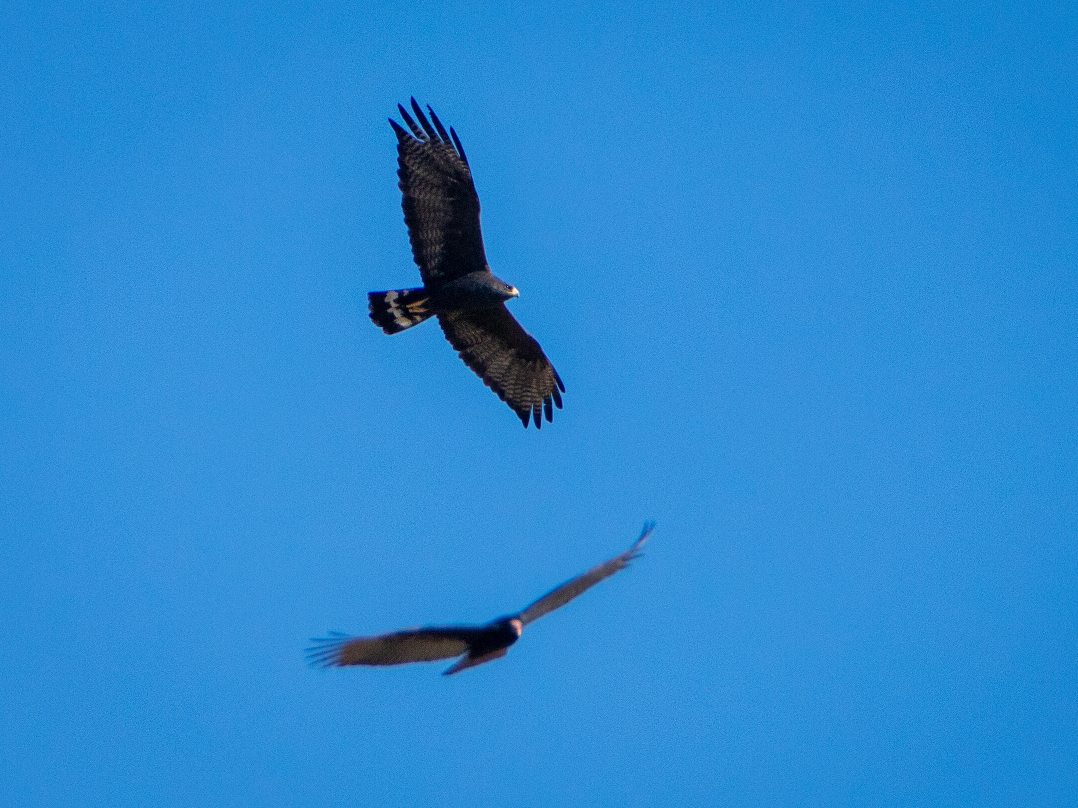 Learning To Love Bird Photography, Thanks To A 'Competitive ...