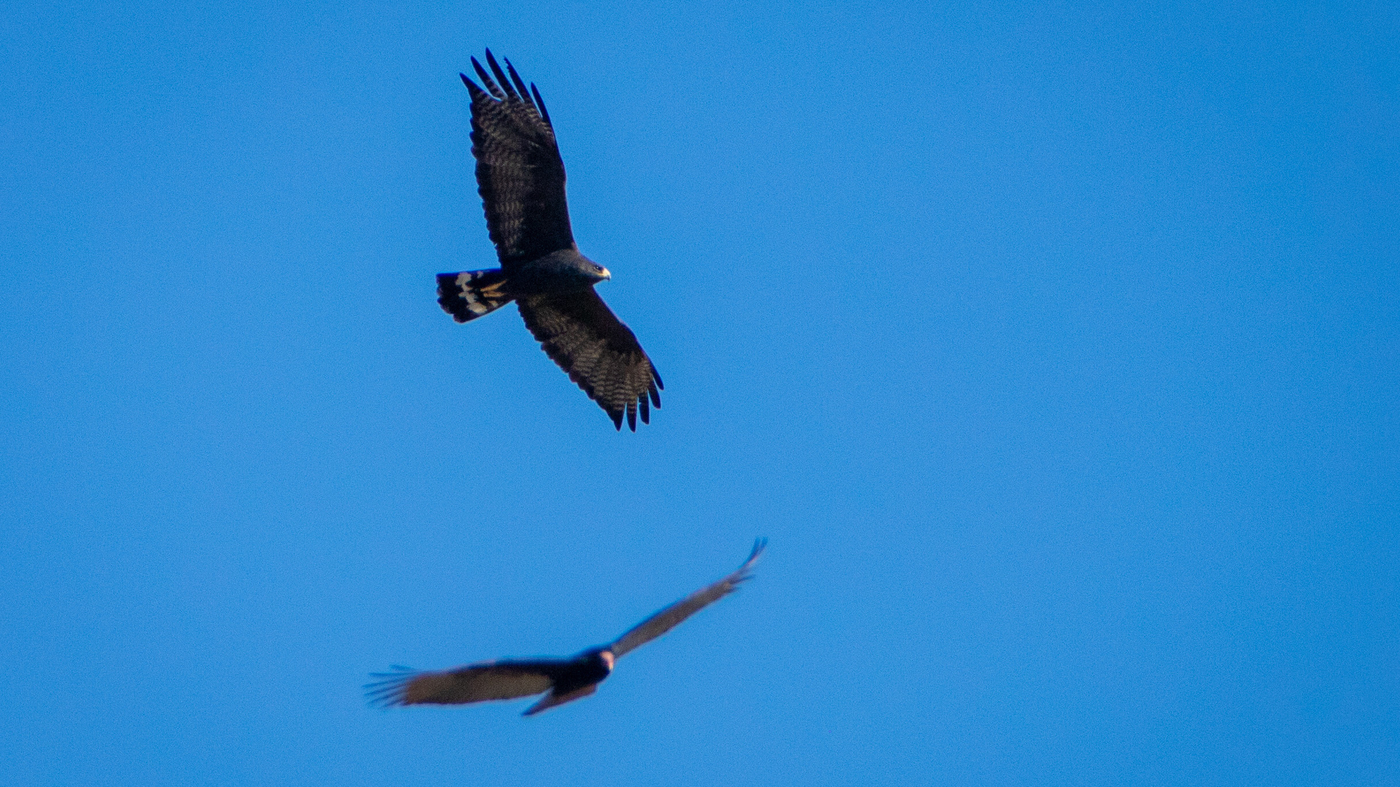 Learning To Love Bird Photography, Thanks To A 'Competitive ...