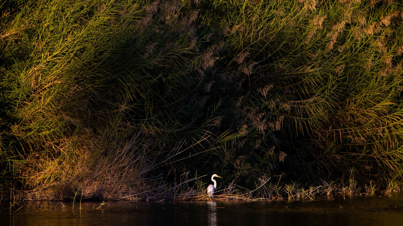 Learning To Love Bird Photography, Thanks To A 'Competitive ...