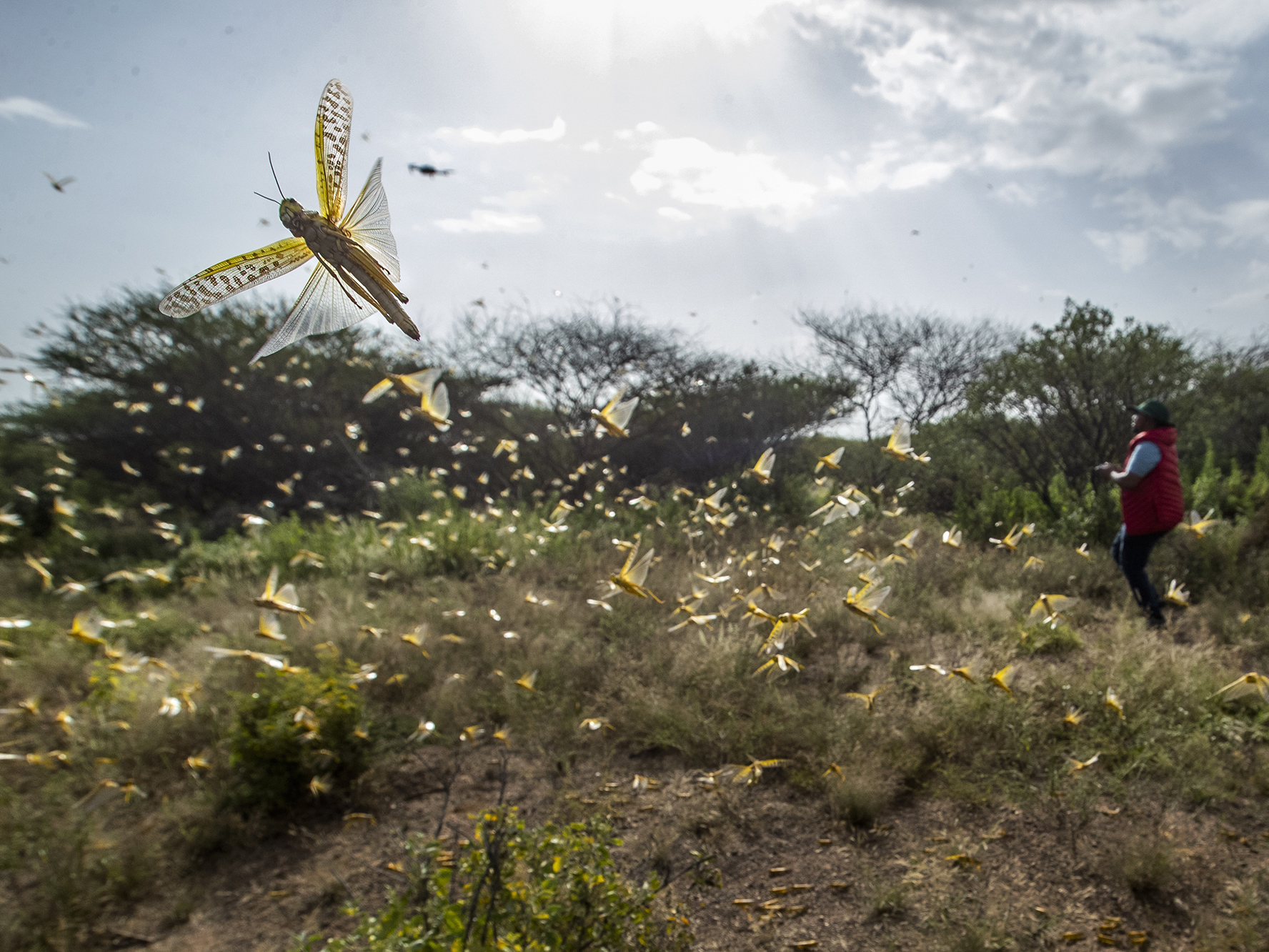 Locust Swarms Threaten Parts Of East Africa | NCPR News