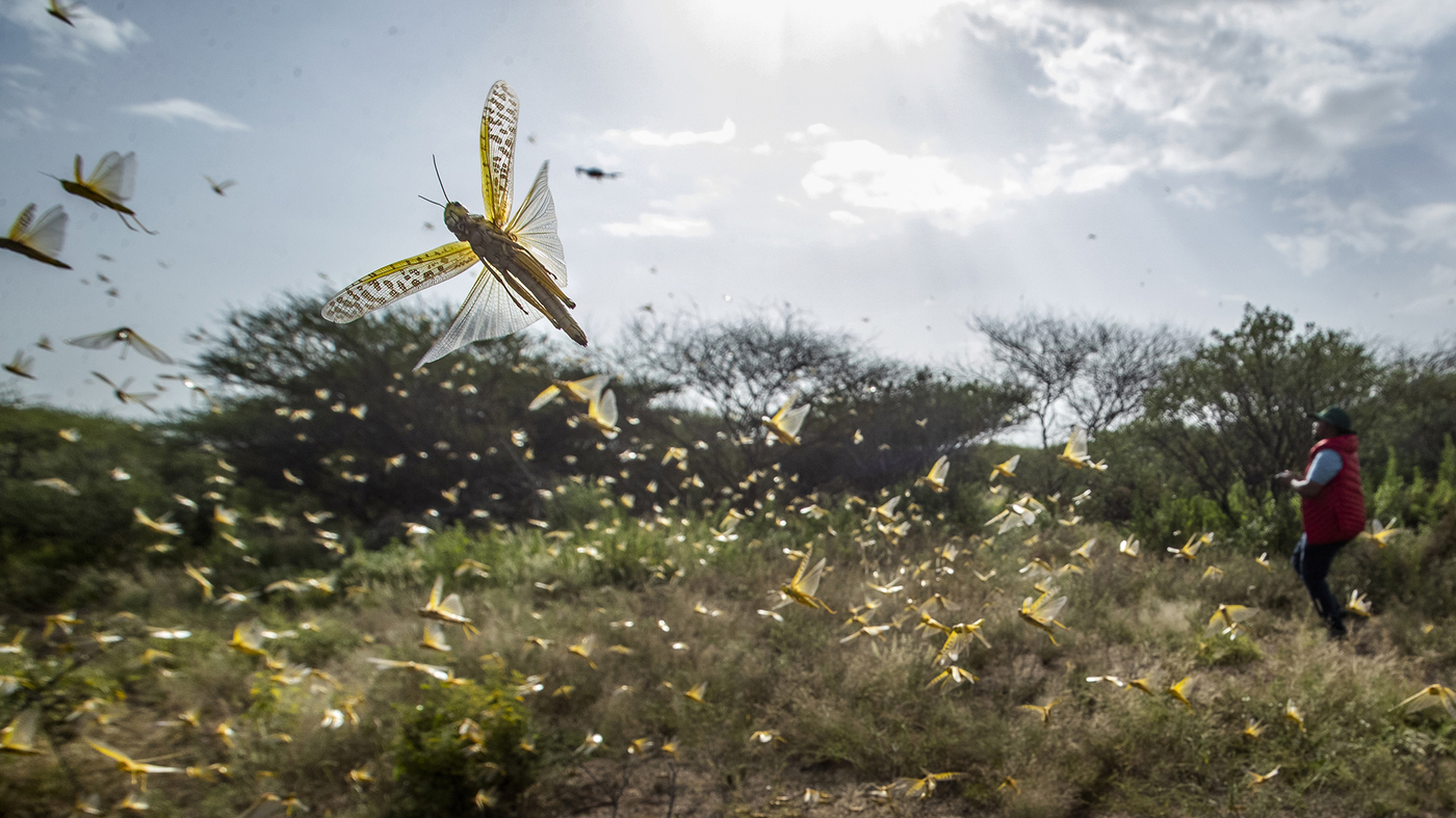 Locust Swarms Threaten Parts Of East Africa : NPR