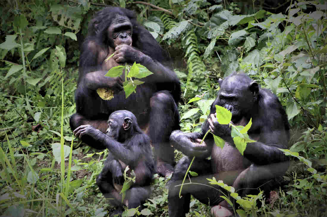 How Bonobos Help Explain The Evolution Of Nice : Short Wave : NPR
