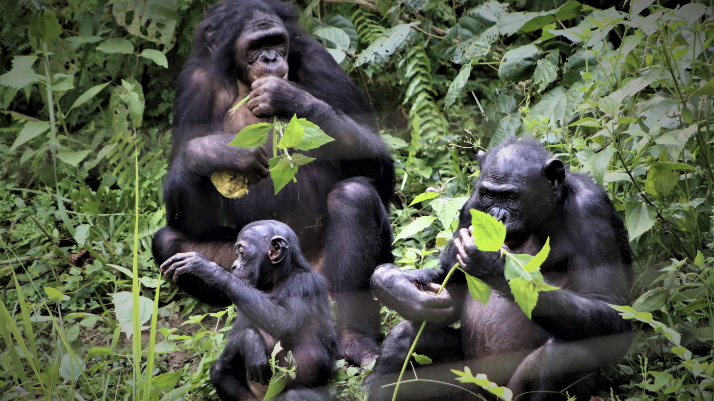 How Bonobos Help Explain The Evolution Of Nice : Short Wave : NPR