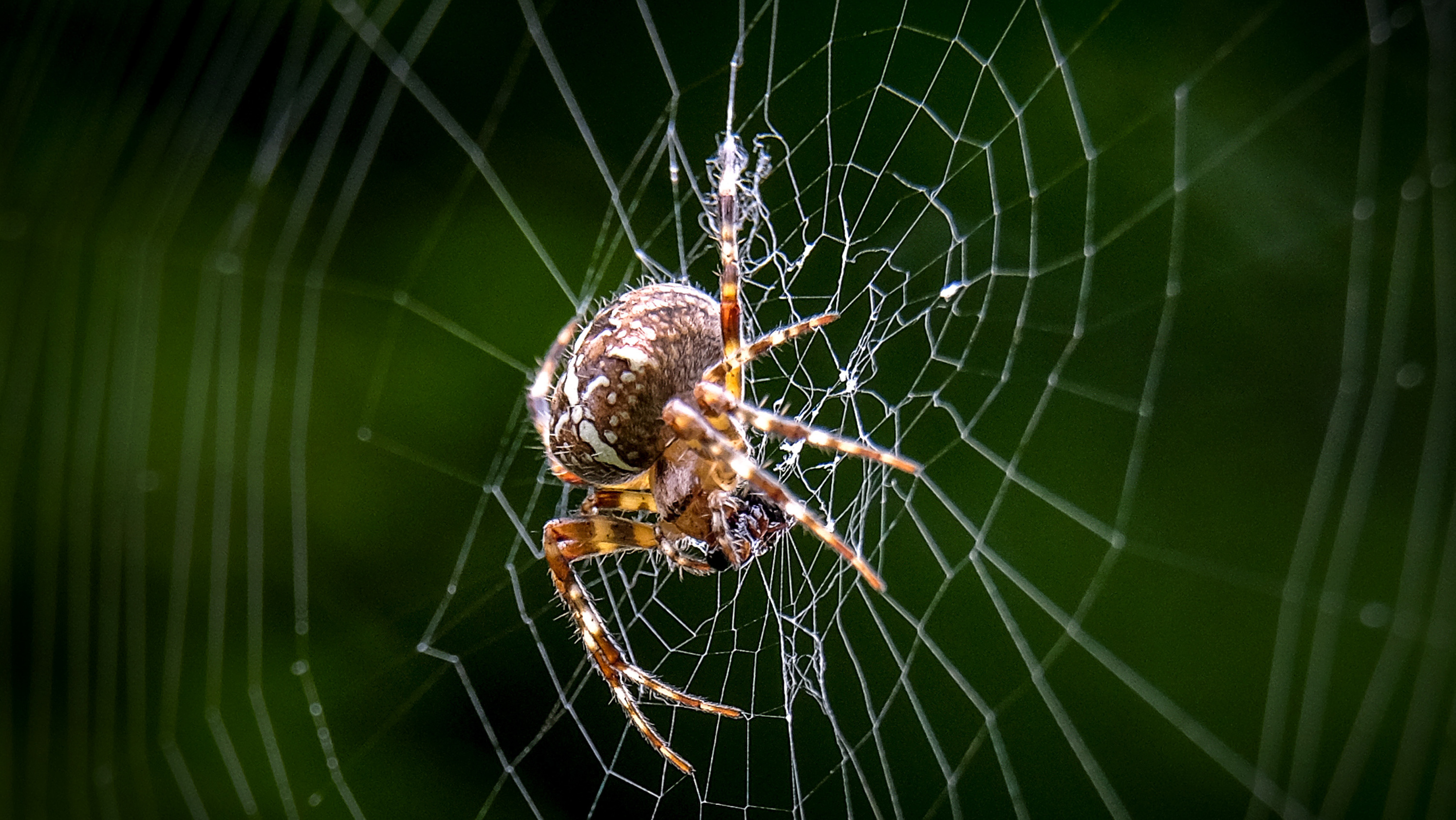FACT SMACK: Spider Edition : Short Wave : NPR