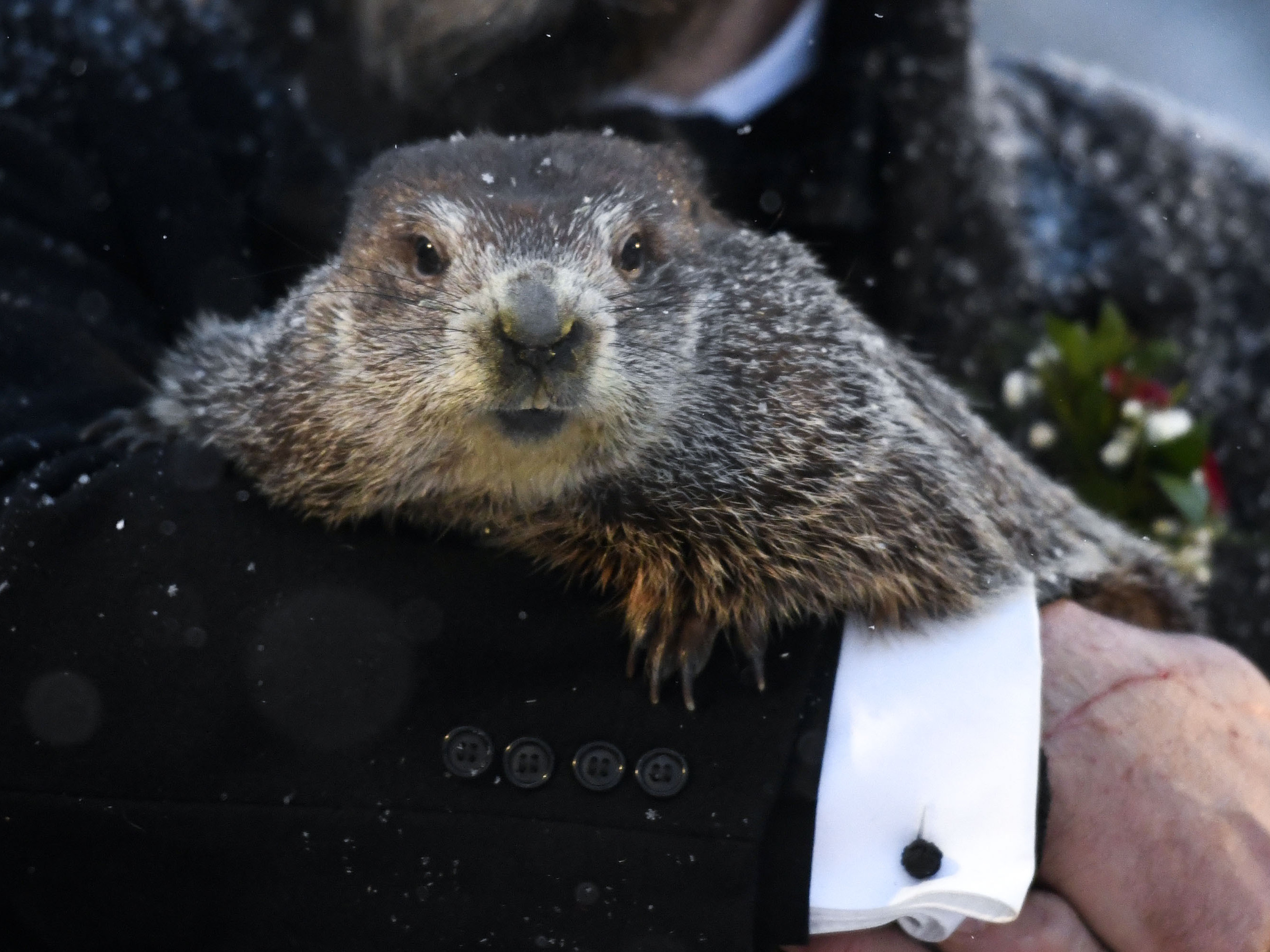 At Virtual Groundhog Day Ceremony Punxsutawney Phil Predicts 6 More At Virtual Groundhog Day Ceremony Punxsutawney Phil Predicts 6 More