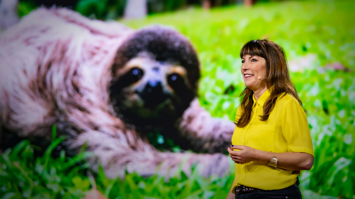 Lucy Cooke: How Did Slowness Become The Sloth's Secret To Survival? : NPR