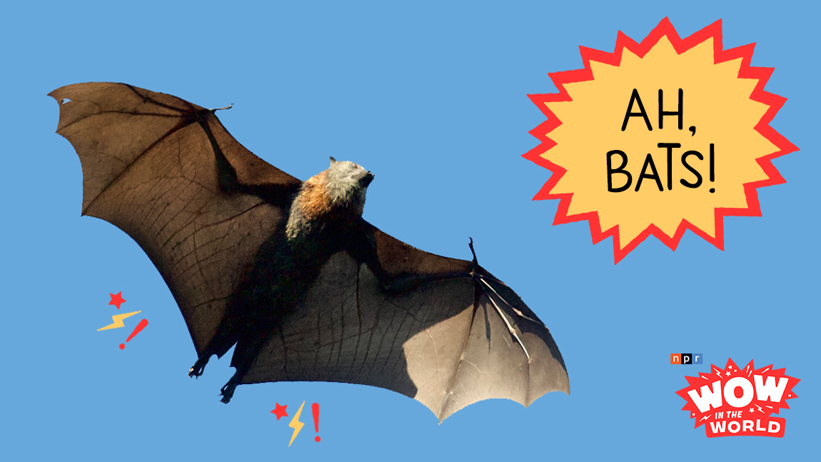 Ah, BATS! (encore) : NPR
