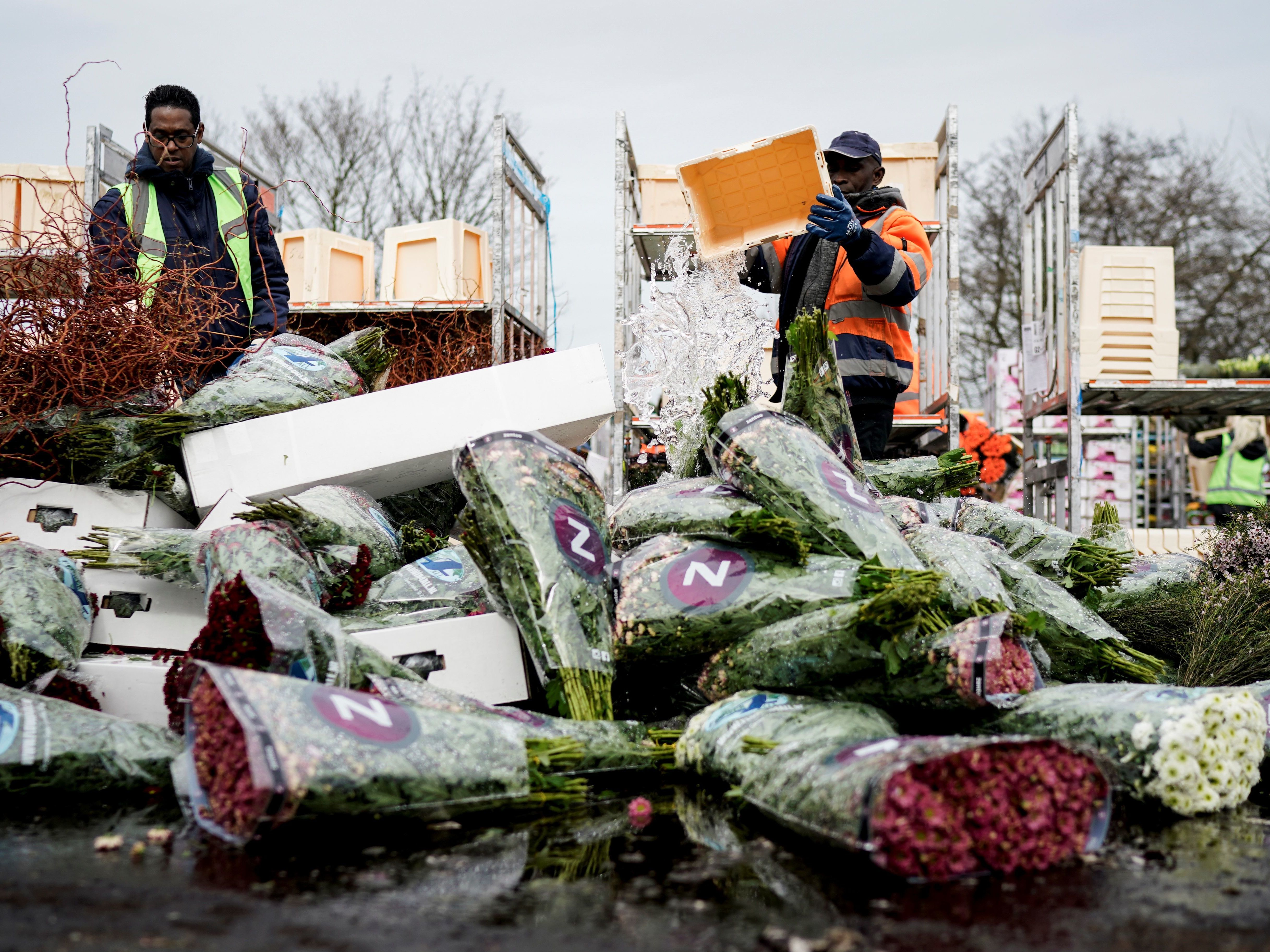 Days Of COVID And Roses