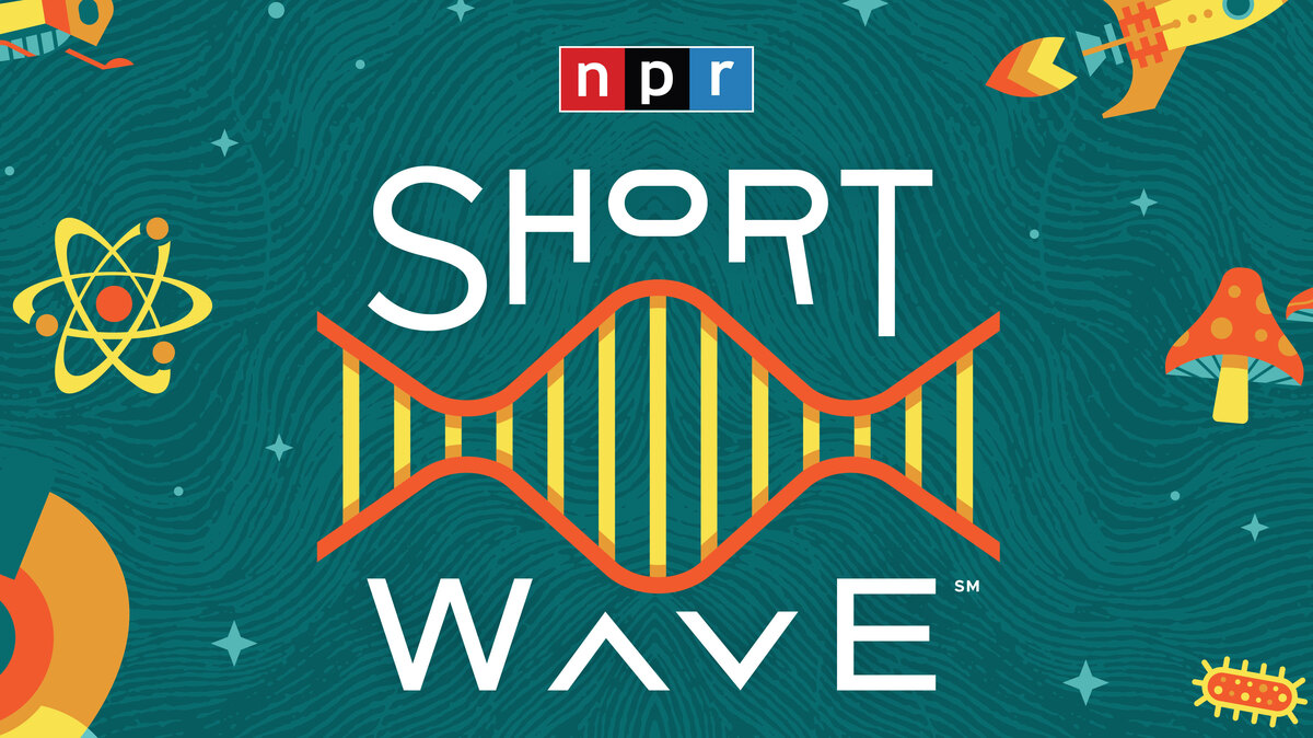 A Week Of Black Excellence : Short Wave : NPR