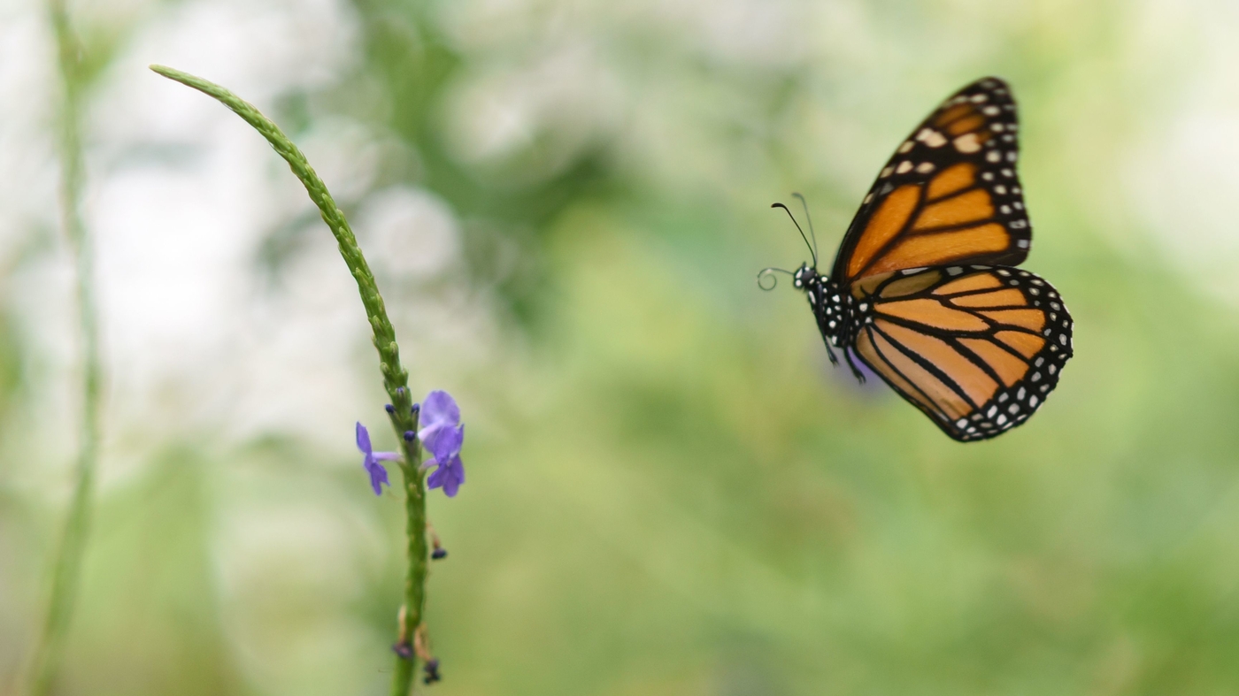 Monarch Migration Threatened By Climate Change, Deforestation : NPR