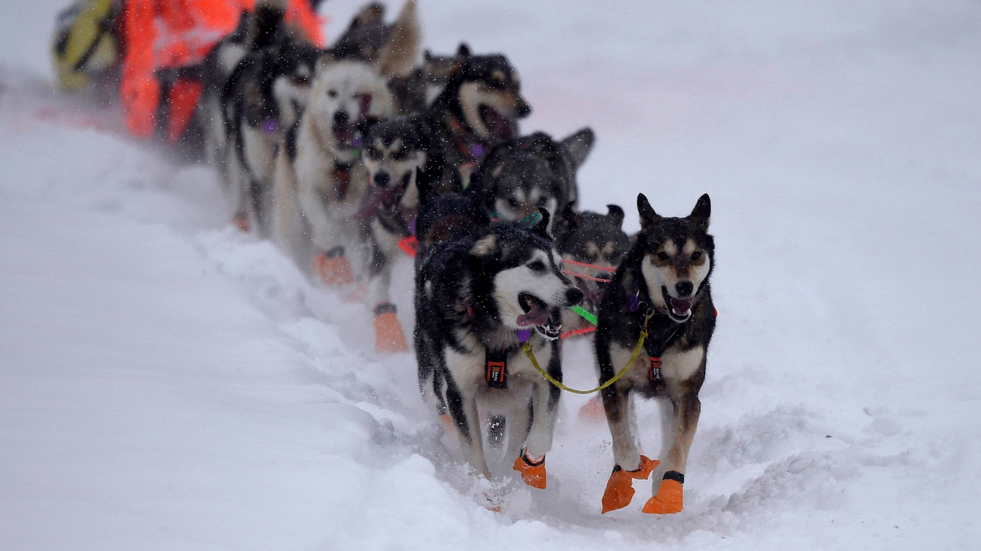 Iditarod: Pandemic Forces Mushers To Adapt To An Already Grueling Race ...