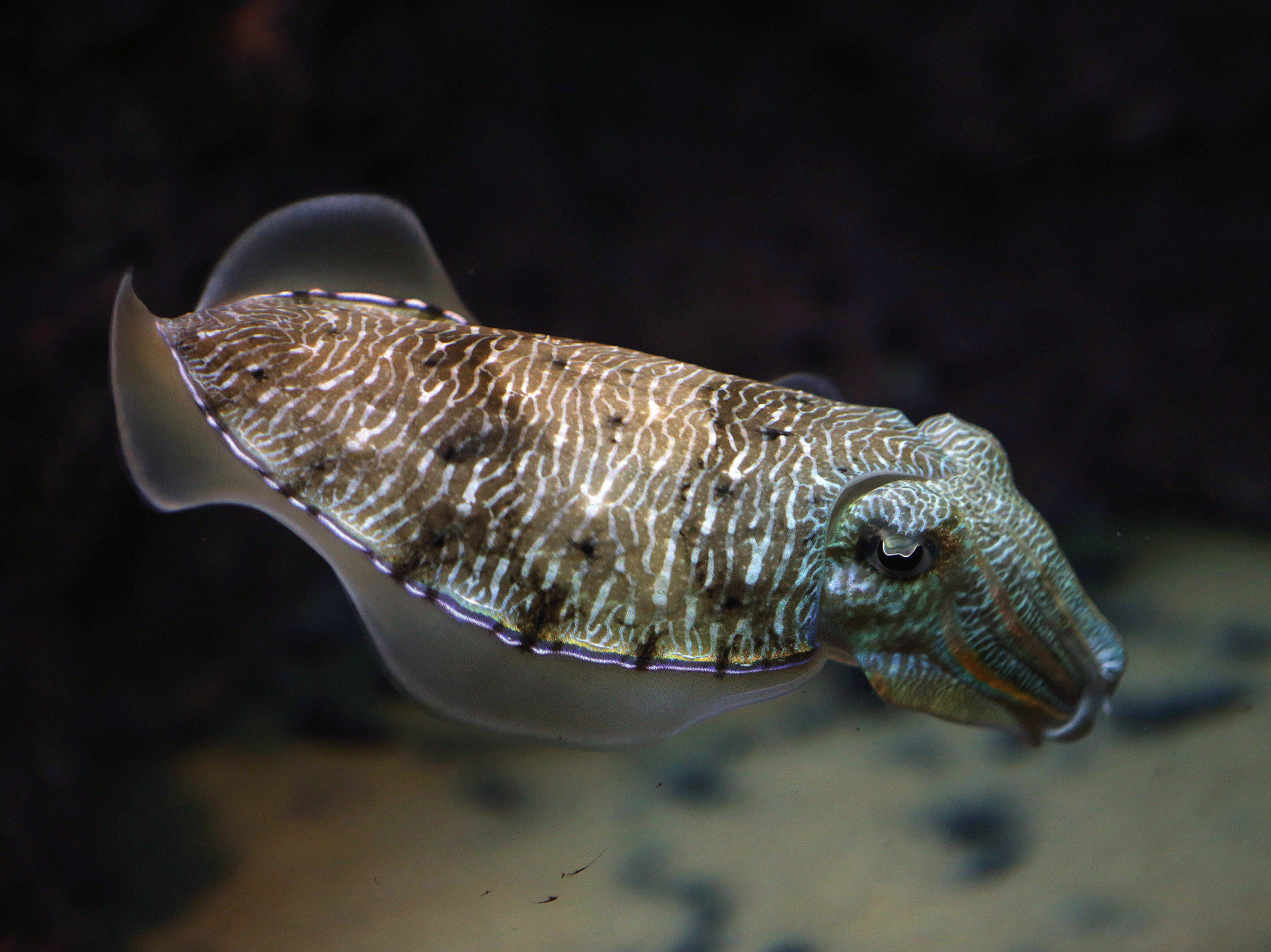 Why Cuttlefish Are Smarter Than We Thought | NCPR News