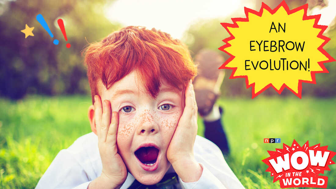 An Eyebrow Evolution! (encore) : NPR