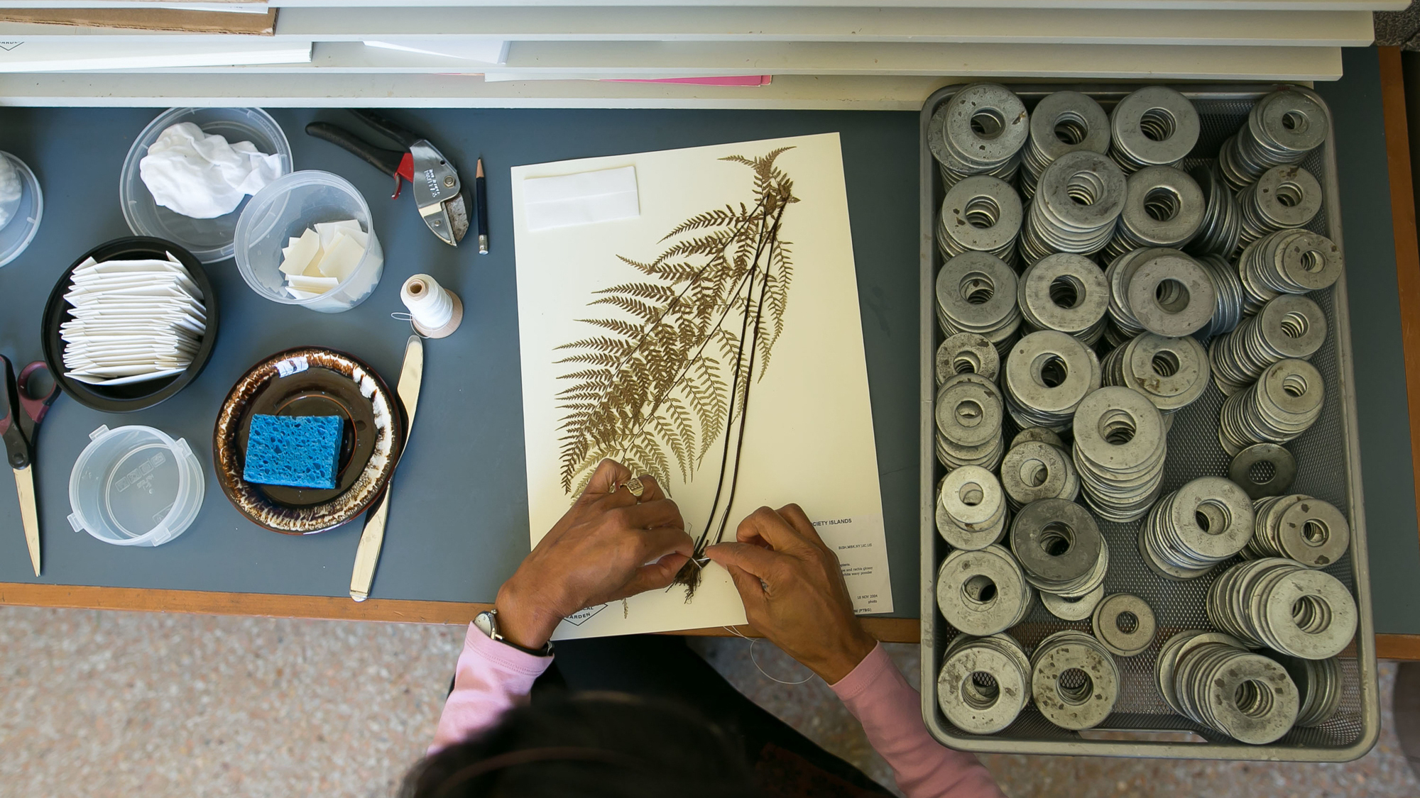 Inside An Effort To Put Millions Of Biological Specimens Online : Shots ...