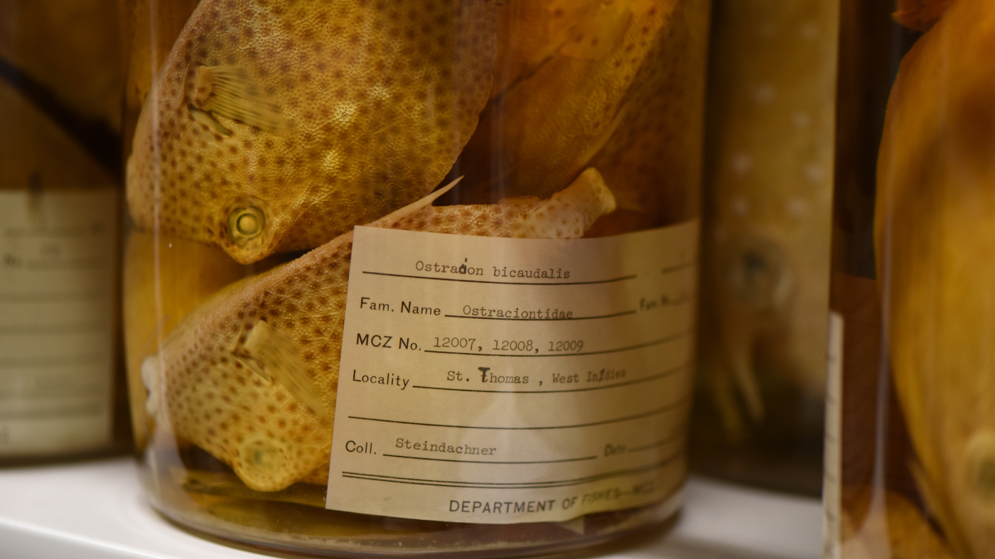 Inside An Effort To Put Millions Of Biological Specimens Online : Shots ...