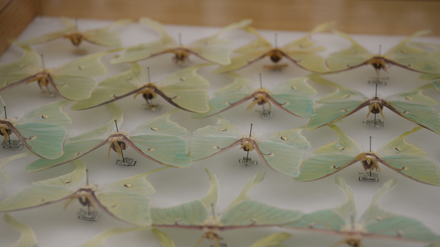 Inside An Effort To Put Millions Of Biological Specimens Online : Shots ...