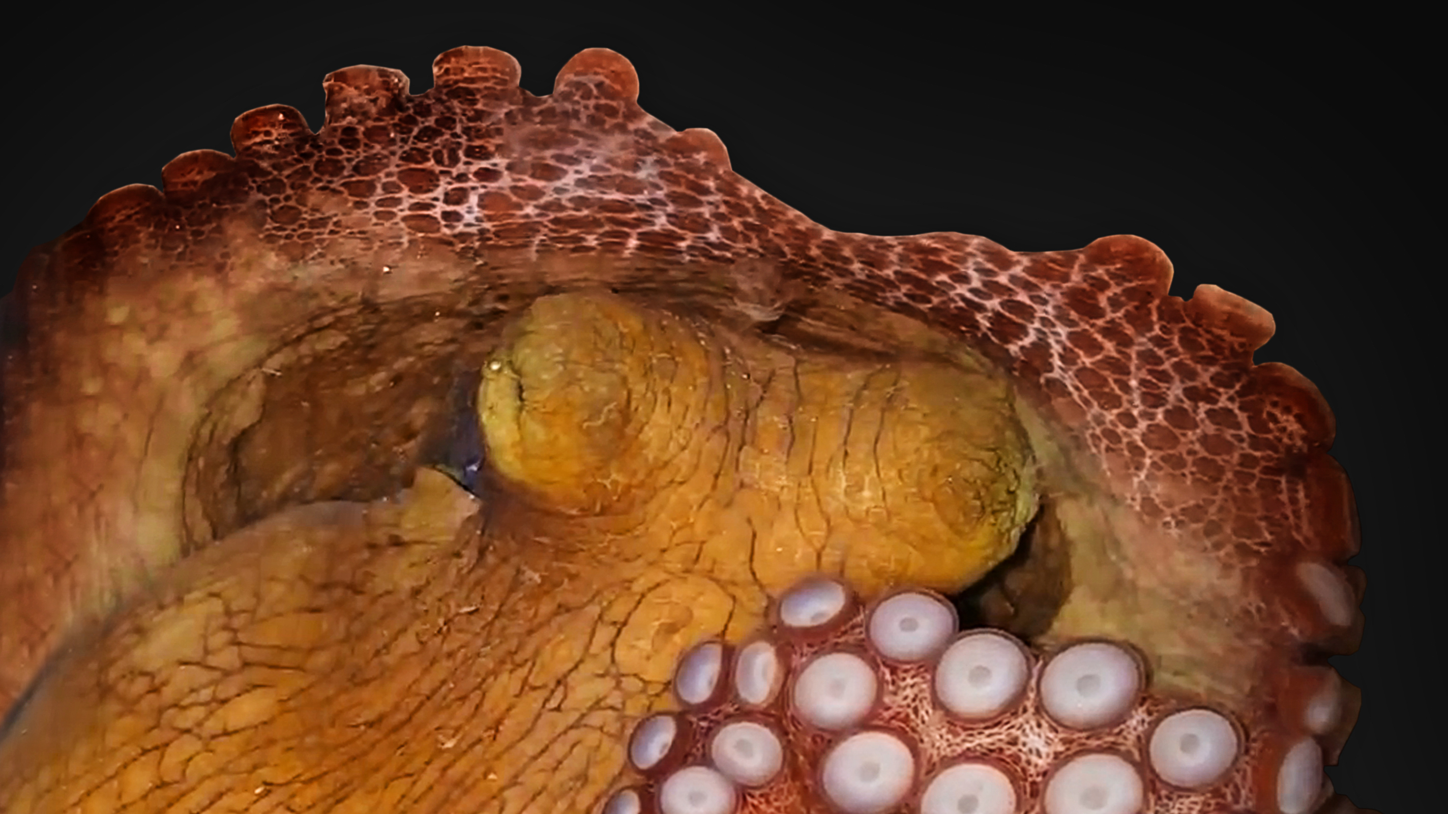 Sleeping Octopuses May Have Dreams, But They're Probably Brief | NPR