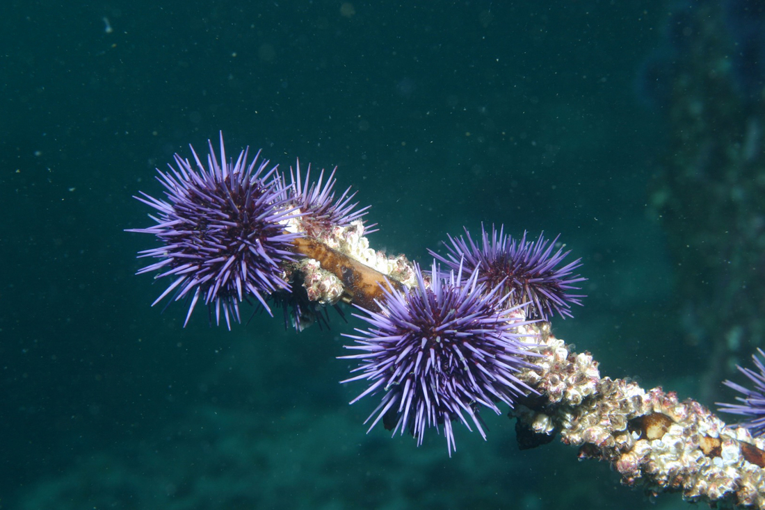Purple Urchins Devour Kelp Forests, So Divers Fight Back : NPR