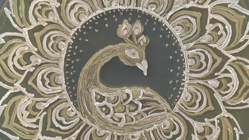 Agar Art — A Cultural Triumph: See A Microbiology Masterpiece In A ...