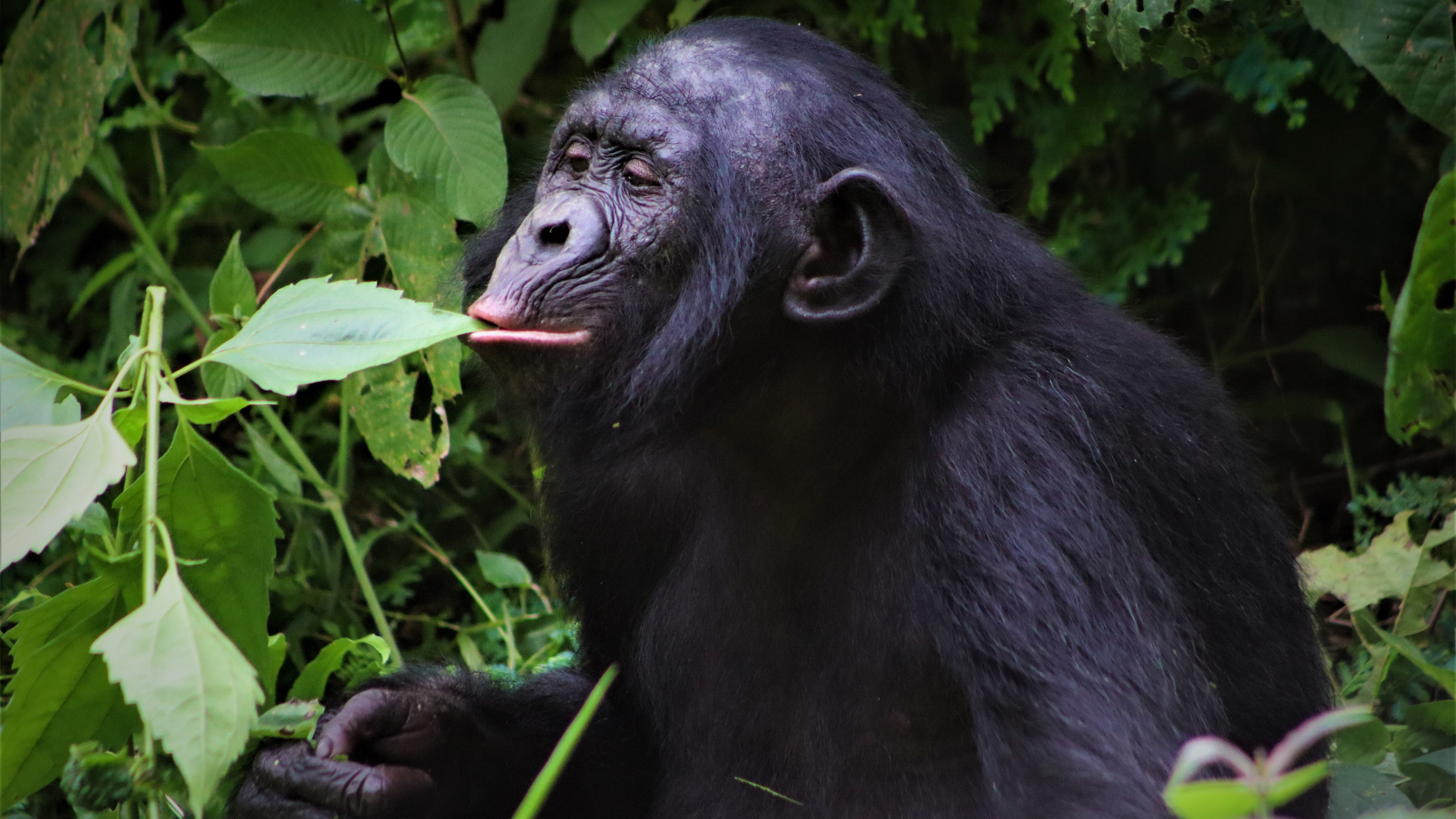 “The Gentle Lesson from the Congo: How a Bonobo’s Act of Kindness ...
