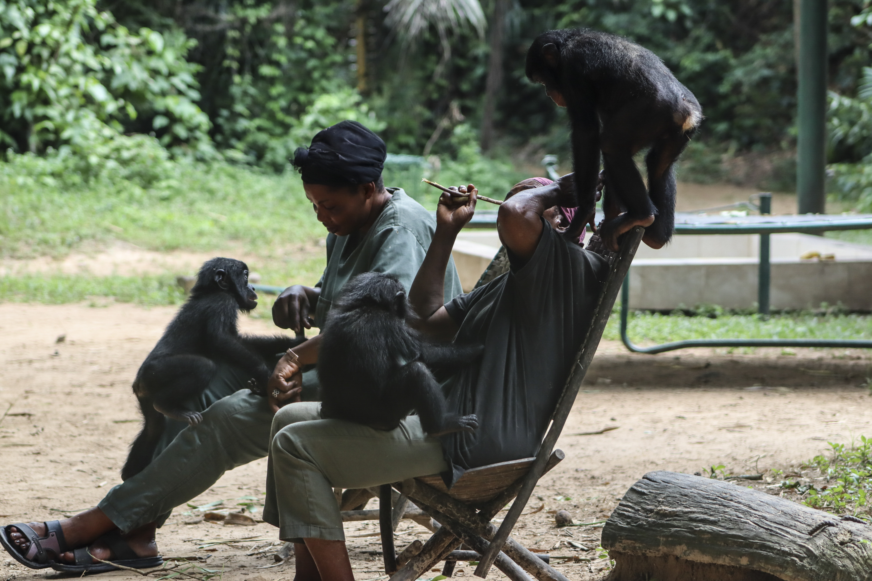 “The Gentle Lesson from the Congo: How a Bonobo’s Act of Kindness ...
