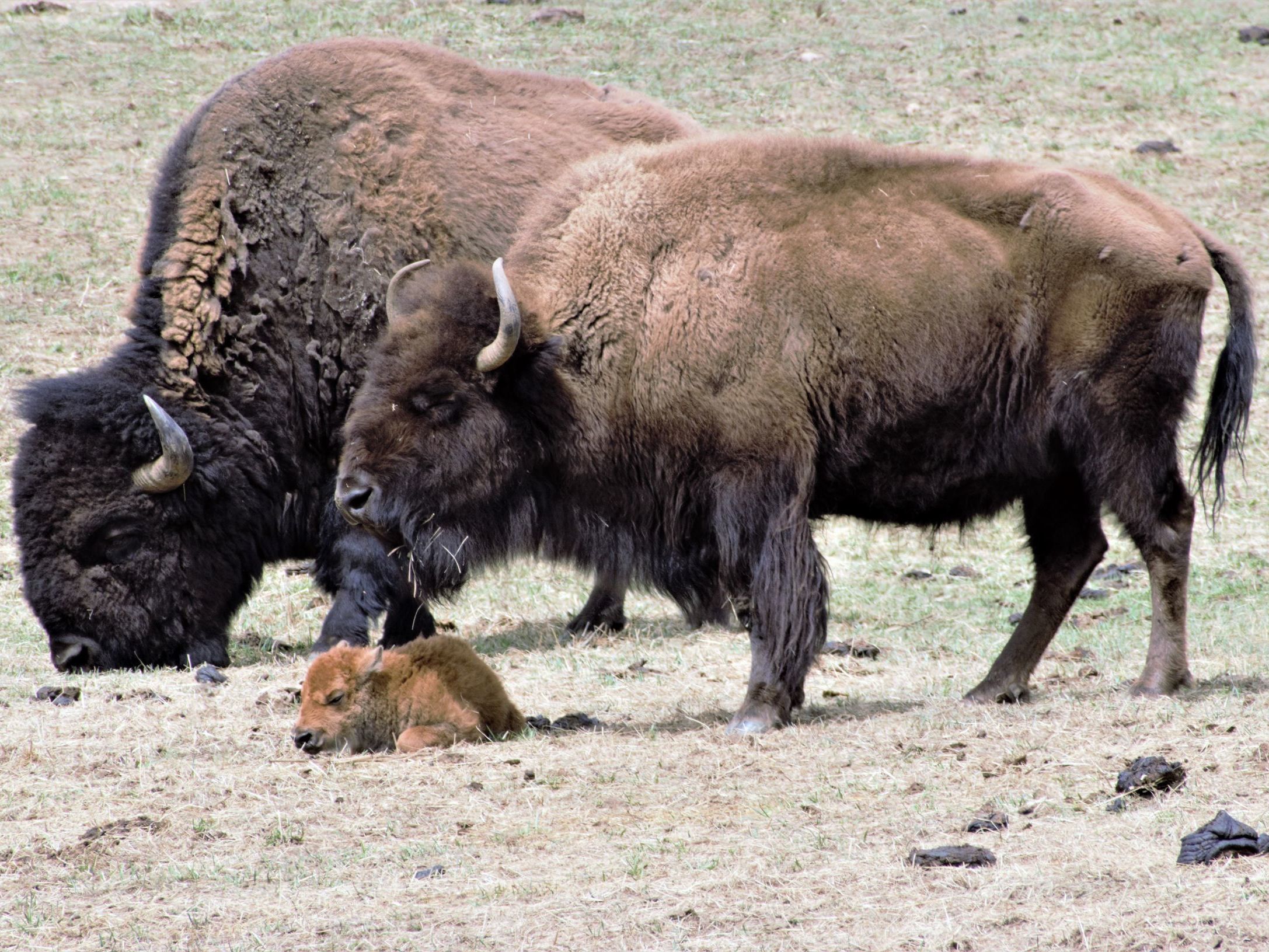 Denver Returns 14 Bison To Tribal Land In Reparations, Conservation ...