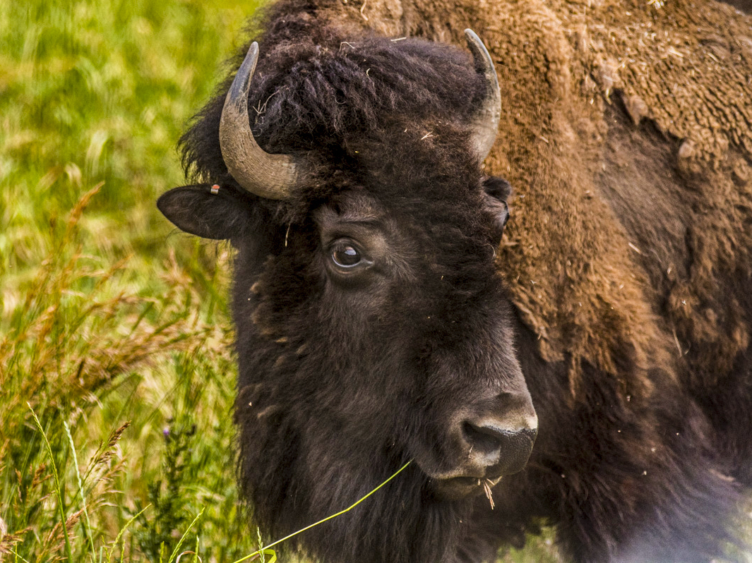 Wild Homecoming: 14 Bison Returned To Tribal Land In Reparations Effort ...