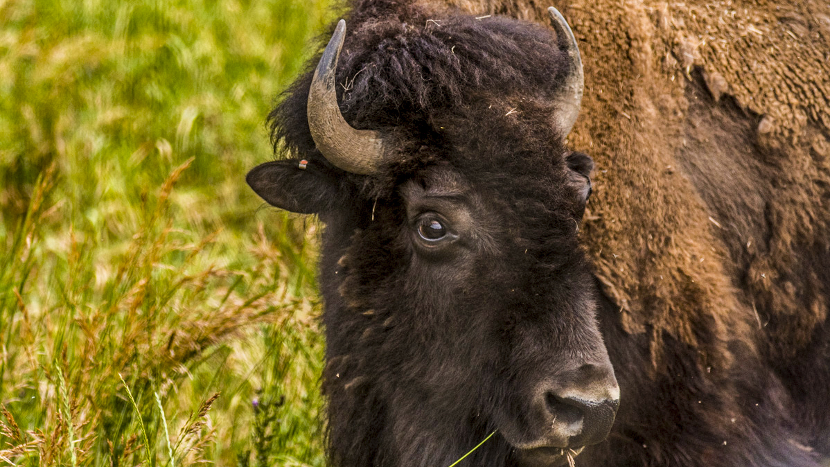 Wild Homecoming: 14 Bison Returned To Tribal Land In Reparations Effort ...