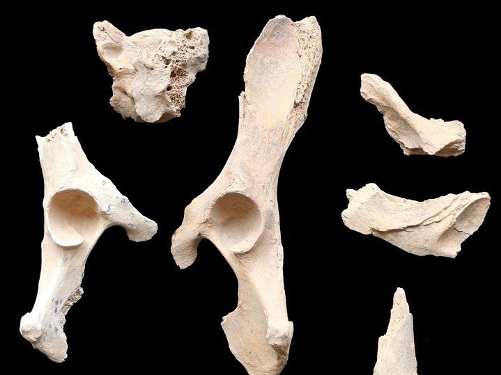 Man's Ancient Friend: 6,000-Year-Old Dog Remains Found On Arabian ...