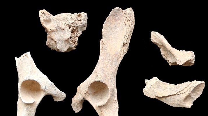 Man's Ancient Friend: 6,000-Year-Old Dog Remains Found On Arabian ...