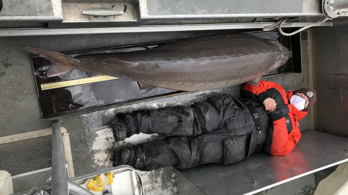 A Huge, Ancient Lake Sturgeon Has Been Lurking In The Detroit River : NPR