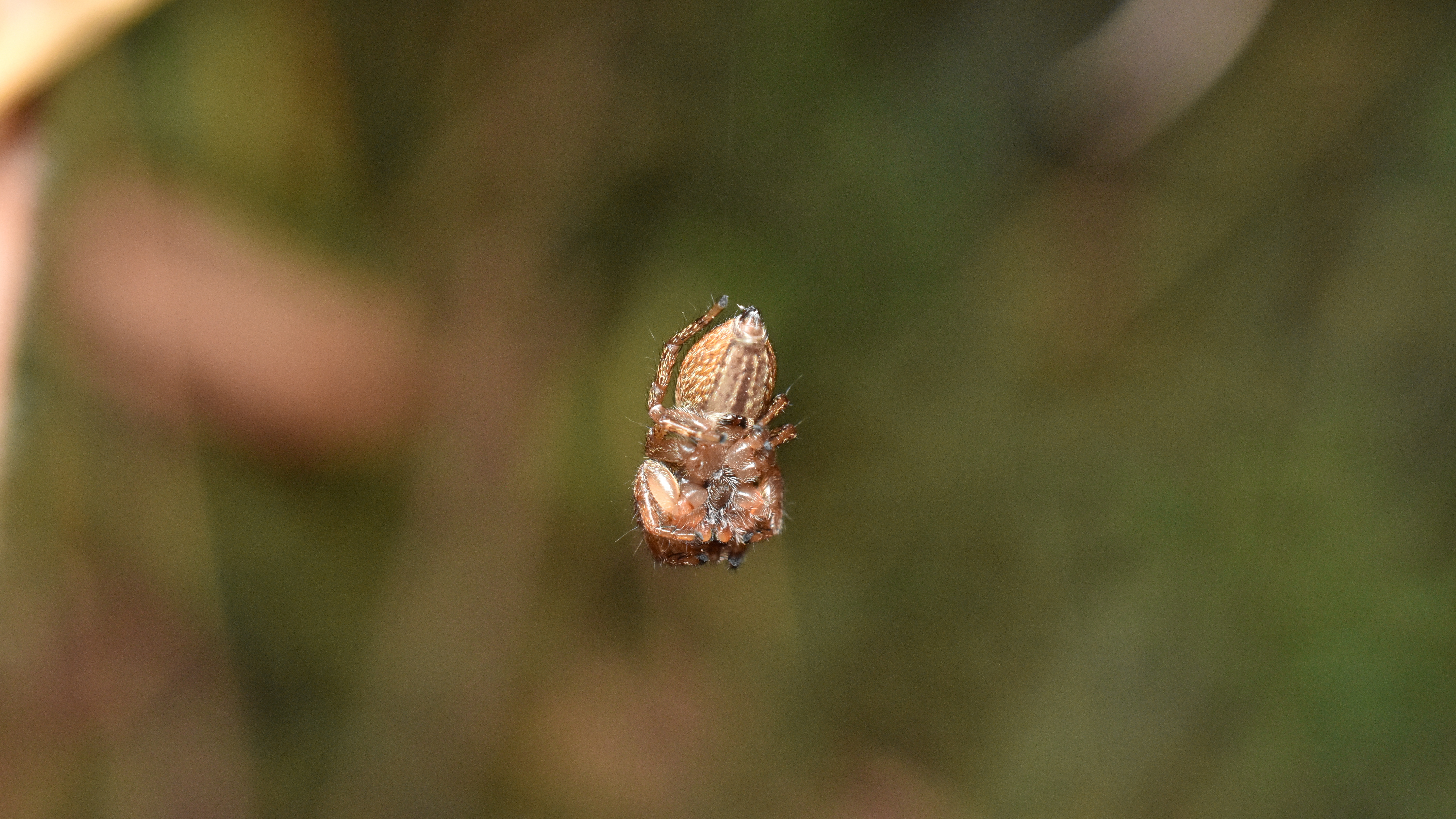 Jumping Spiders Hang By A Thread At Night - Why Is Unclear : NPR