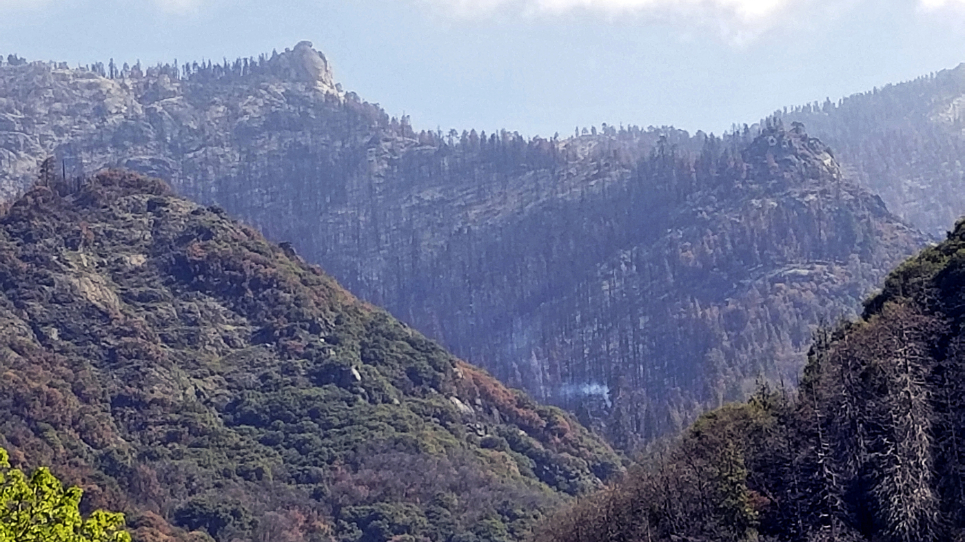A Single Fire Killed At Least 10% Of The World's Giant Sequoias, Study ...