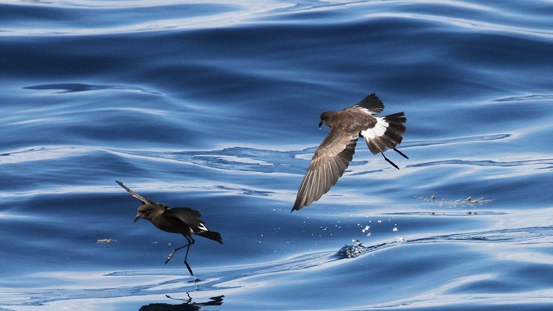 Bird-Watching And Black People: 'Decolonize The Experience' : NPR