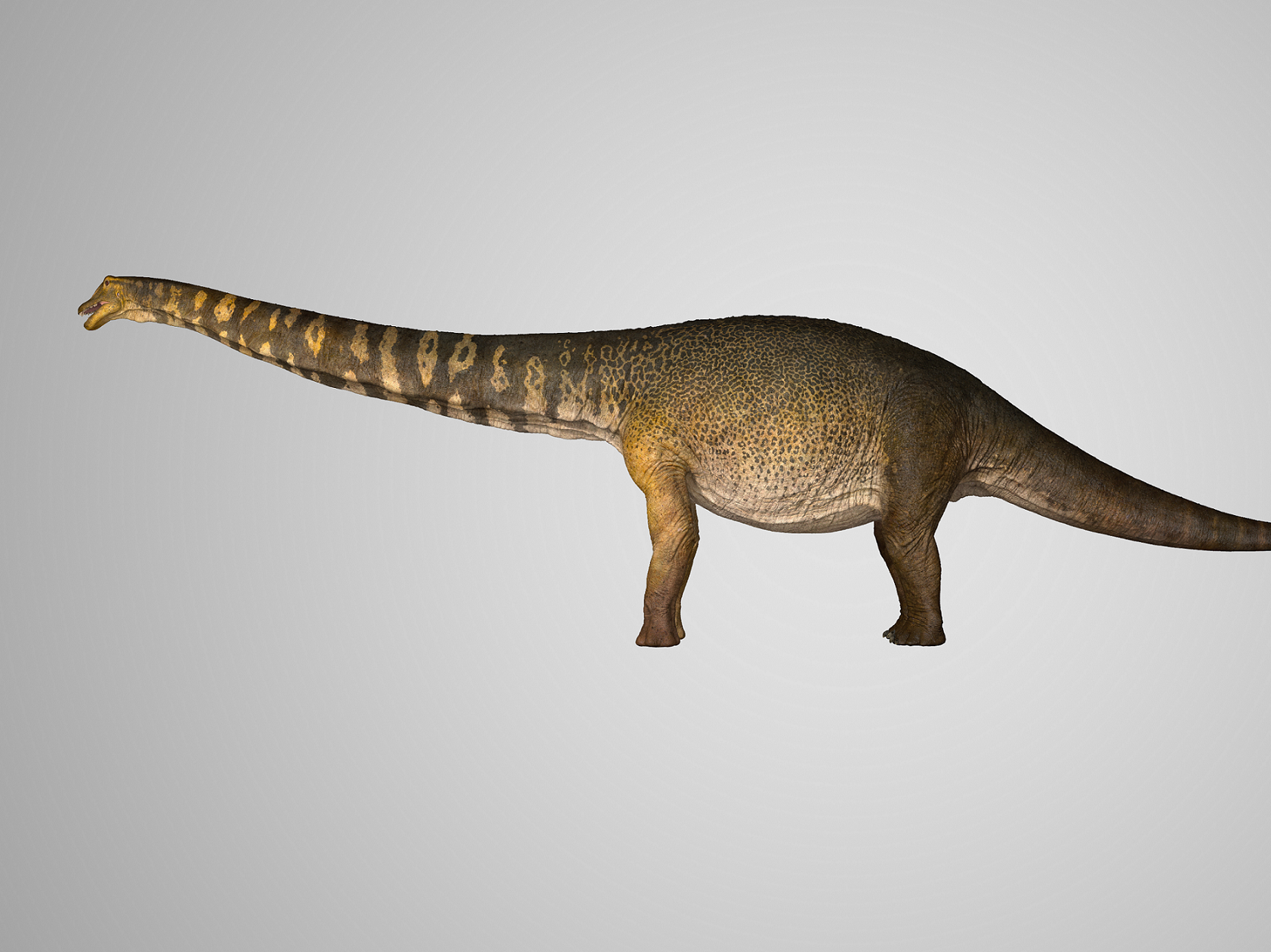 Dinosaur Found In Australia Was 2 Stories Tall And The Length Of A ...