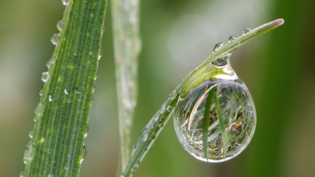 The Science Behind That Fresh Rain Scent : Short Wave : NPR