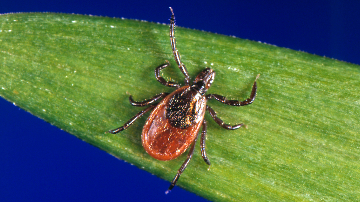 Lyme Disease-Carrying Ticks Are Turning Up On California's Beaches : NPR