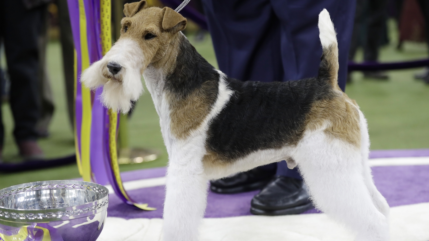 Westminster Dog Show: Get To Know The Past Top Dogs : NPR