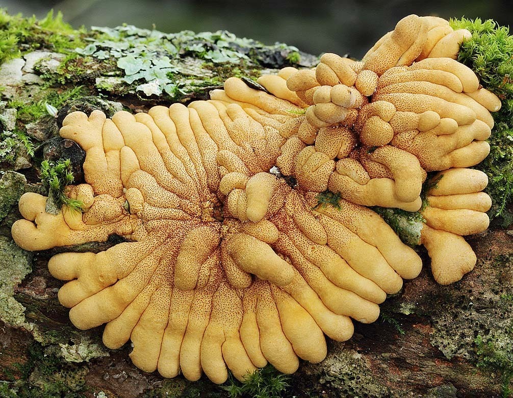 Enthusiastic Amateurs Advance Science As They Hunt For Exotic Mushrooms ...