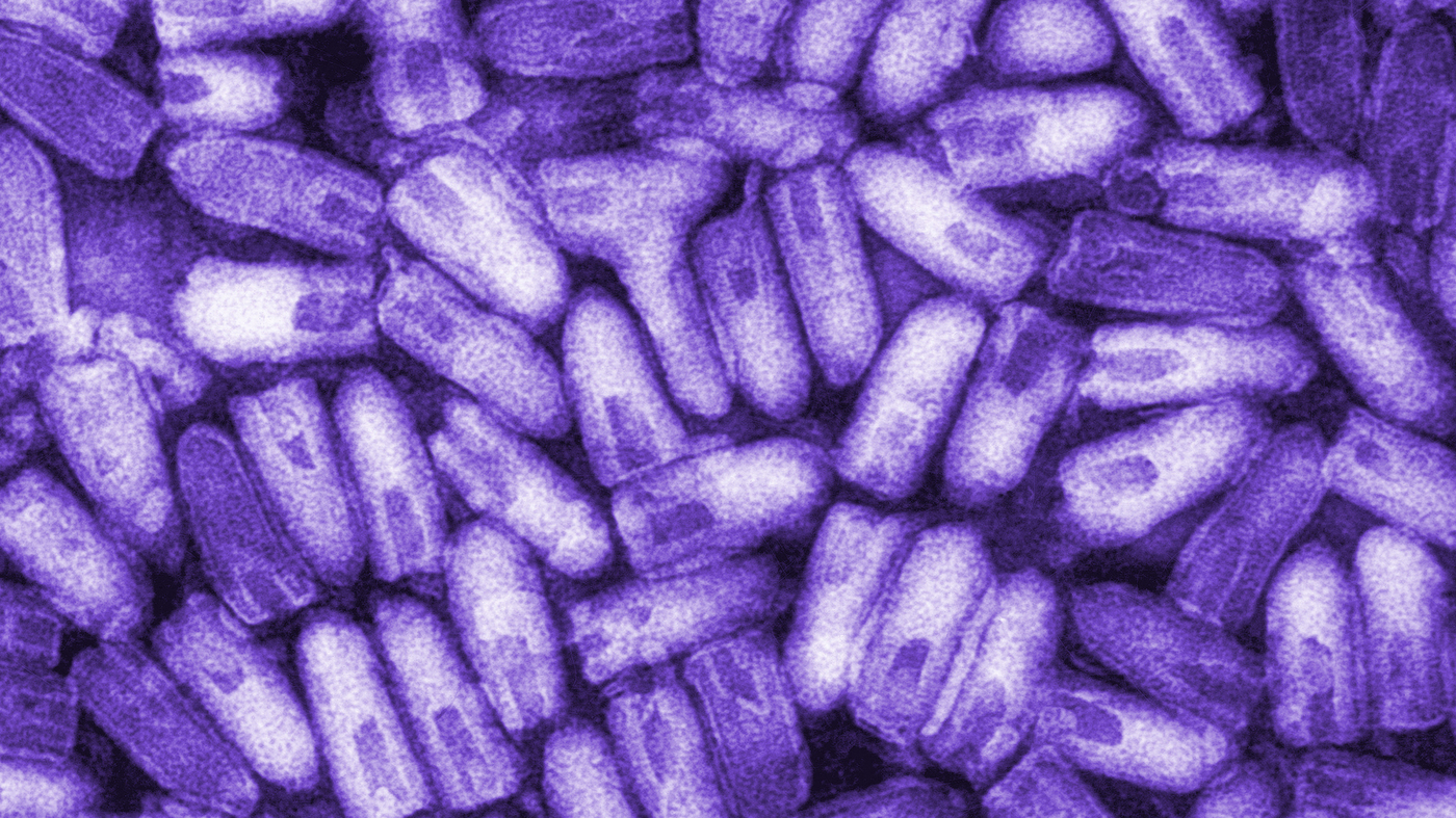 U.S. Bans Dog Imports From 113 Countries After Rise In False Rabies ...