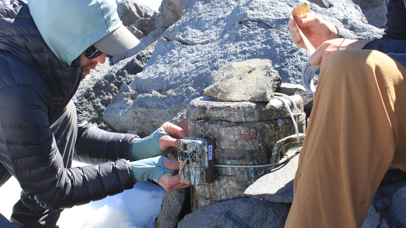 Summer Mystery: Glacier Ice Worms Rise Again In The Pacific Northwest : NPR