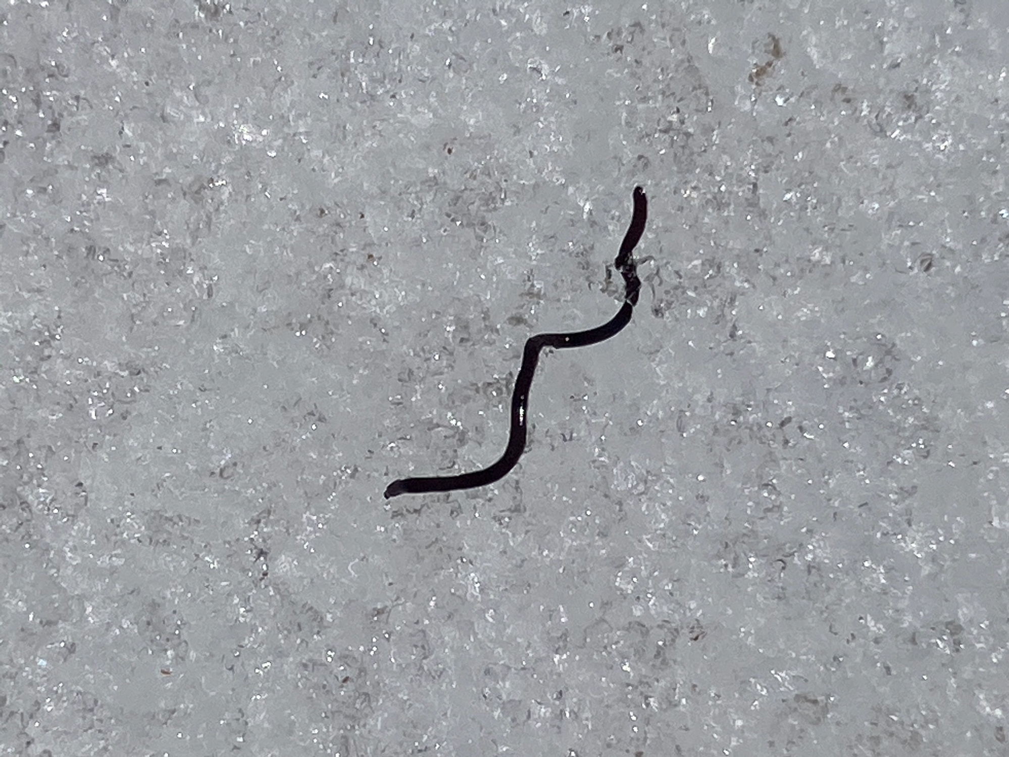 It's Summer, And That Means The Mysterious Return Of Glacier Ice Worms ...