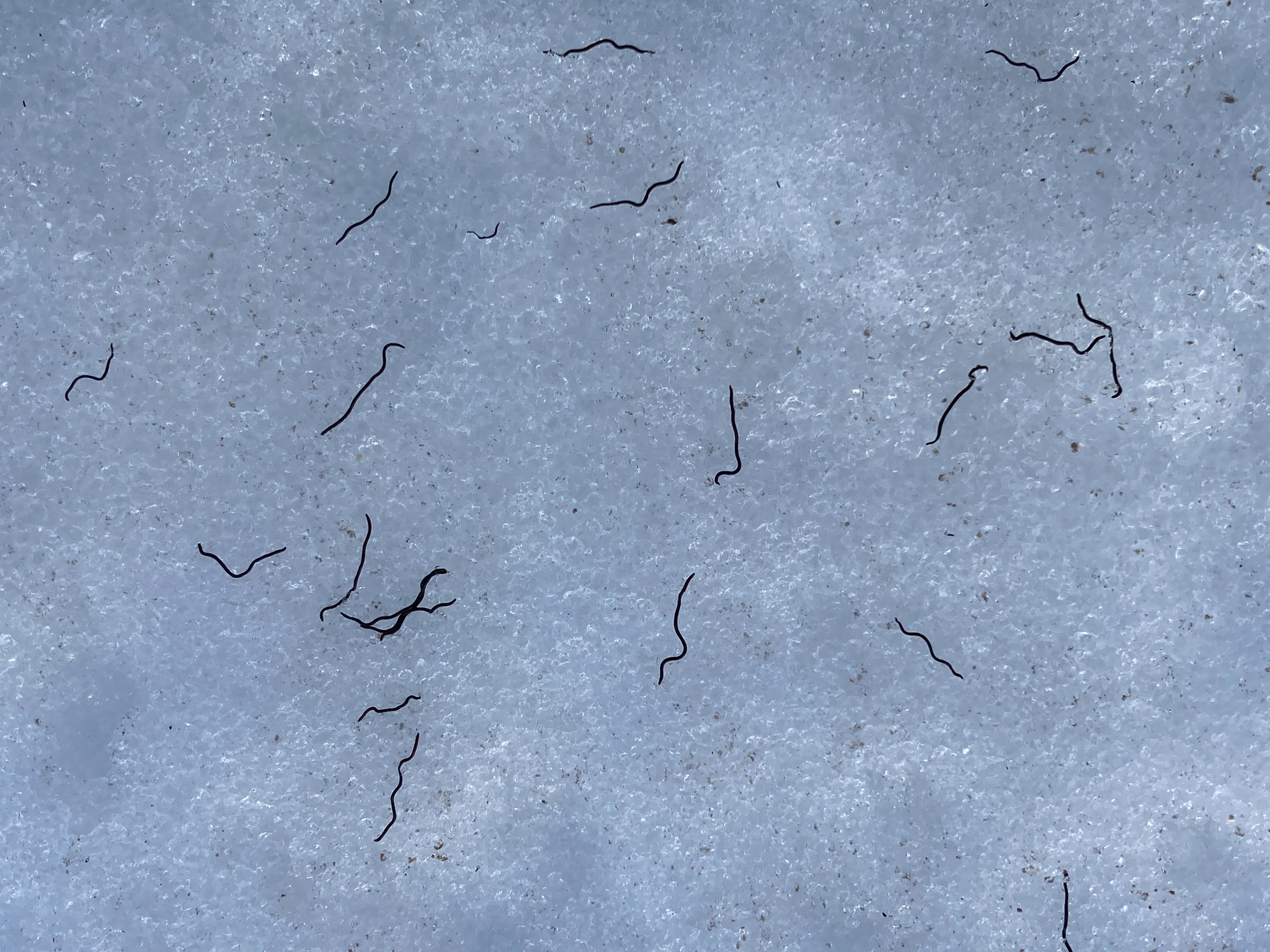 It's Summer, And That Means The Mysterious Return Of Glacier Ice Worms ...