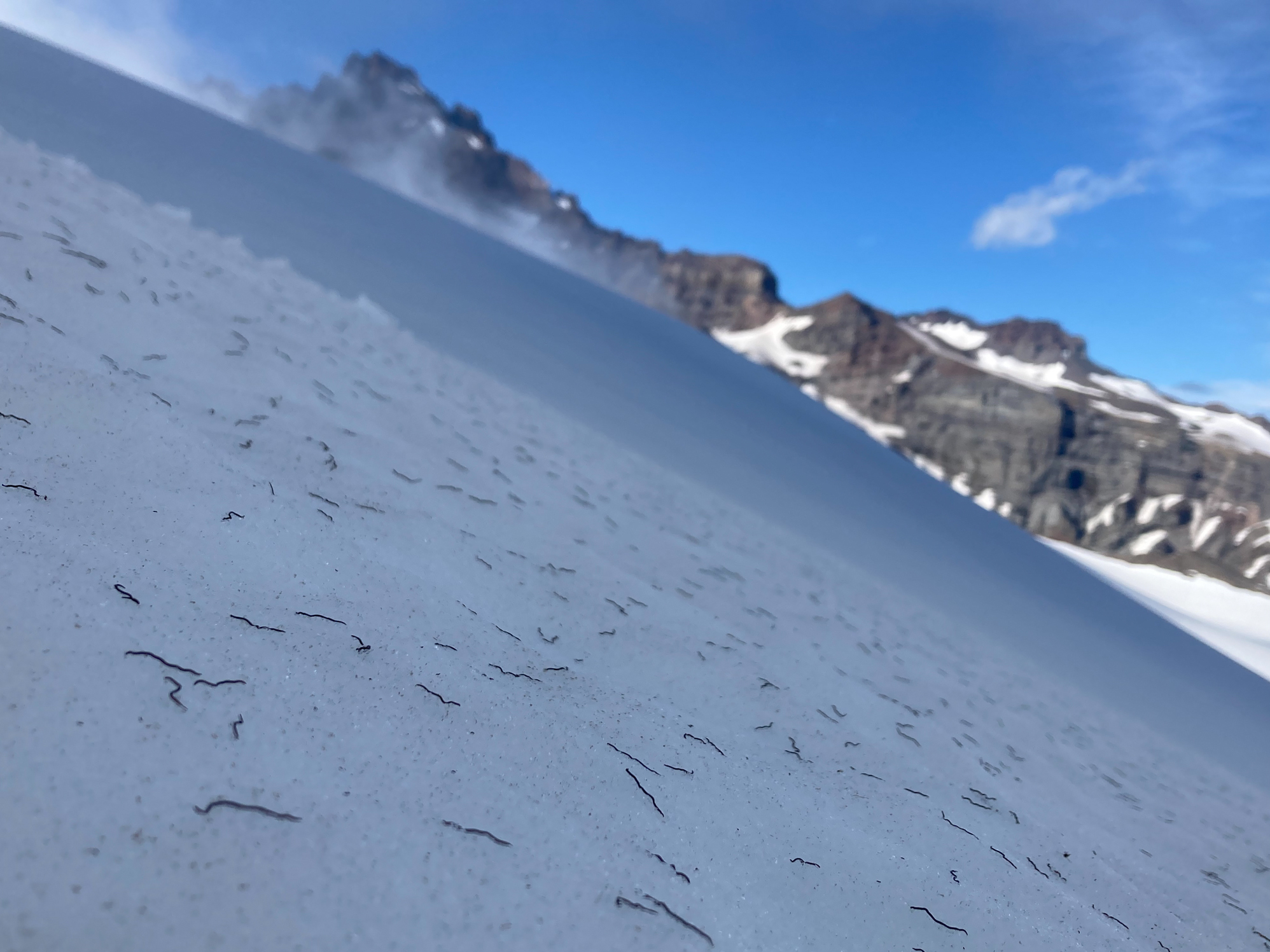 It's Summer, And That Means The Mysterious Return Of Glacier Ice Worms ...