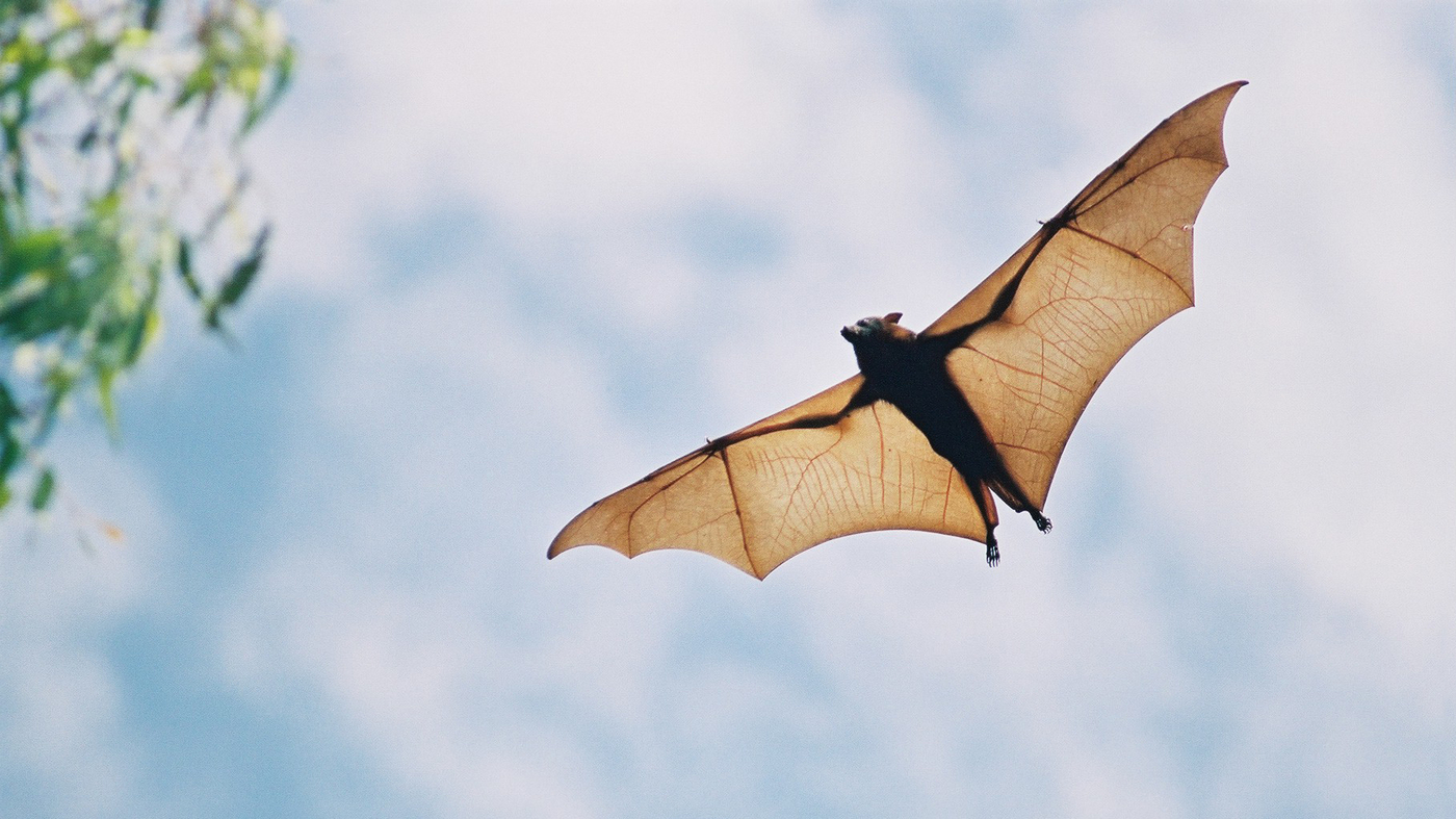 Bats Aren't Scary : Short Wave : NPR